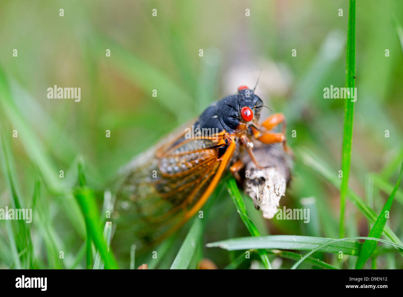 17-year cicada, also known as Magicicada Brood II Stock Photo - Alamy