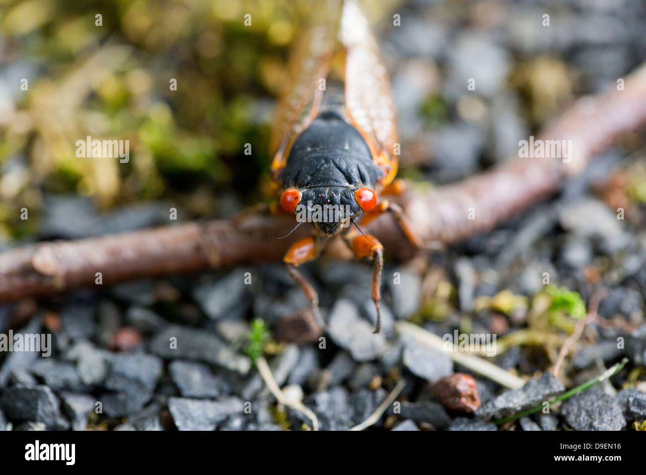 17-year cicada, also known as Magicicada Brood II Stock Photo - Alamy