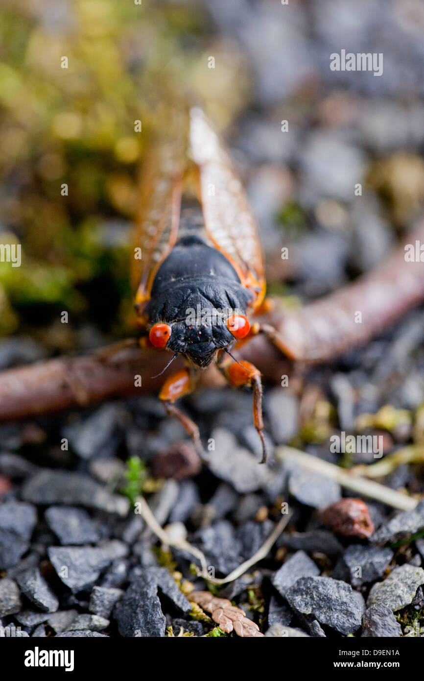 17-year cicada, also known as Magicicada Brood II Stock Photo - Alamy