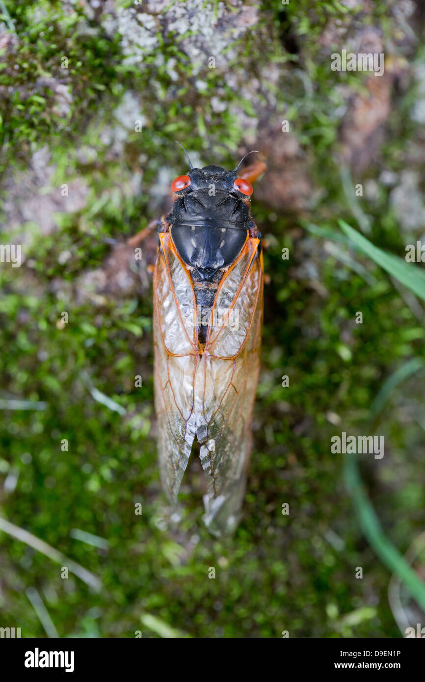 17-year cicada, also known as Magicicada Brood II Stock Photo - Alamy