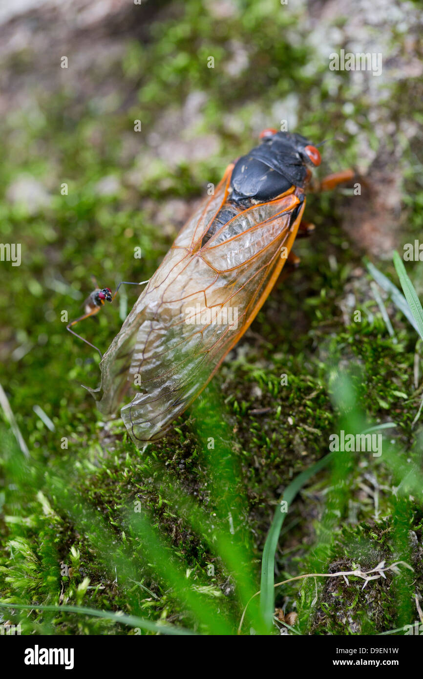 17 year cicada known magicicada brood hi-res stock photography and ...