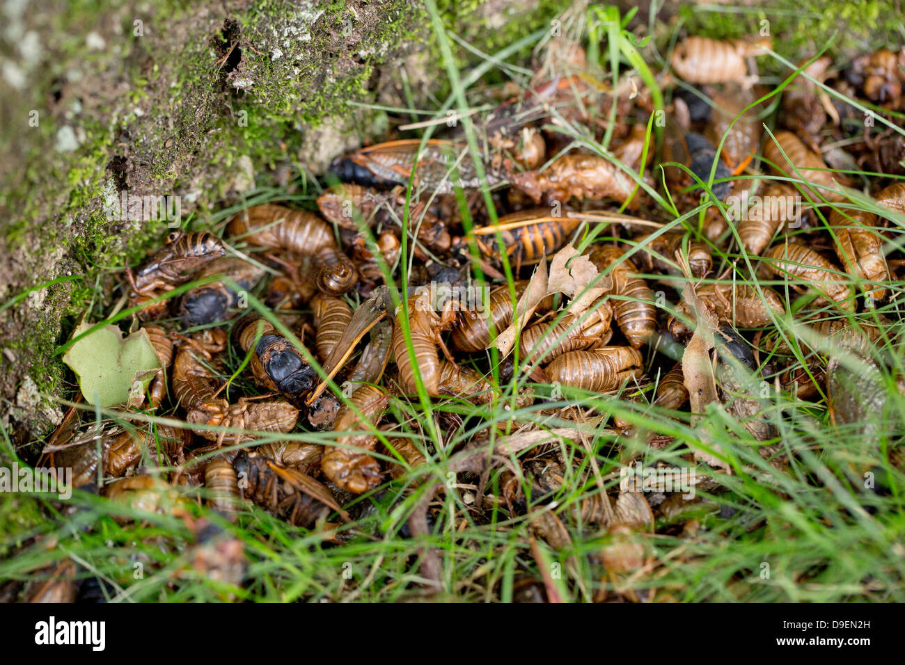 17-year cicada, also known as Magicicada Brood II Stock Photo - Alamy