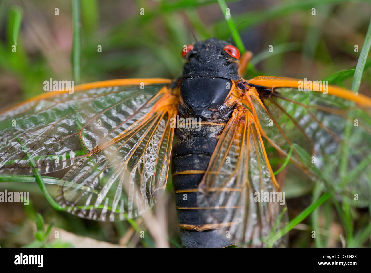 17-year cicada, also known as Magicicada Brood II Stock Photo - Alamy
