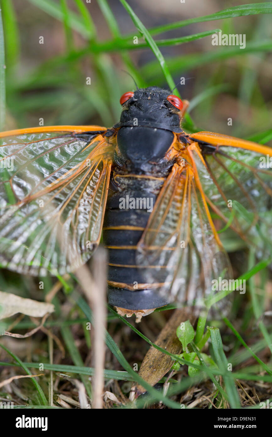17 year cicadas hi-res stock photography and images - Alamy