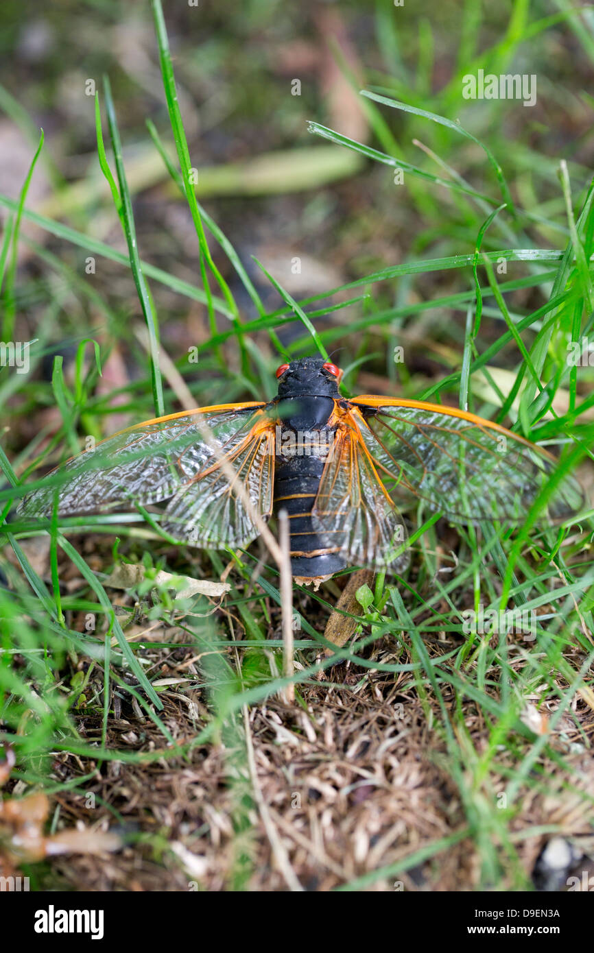 17-year cicada, also known as Magicicada Brood II Stock Photo - Alamy