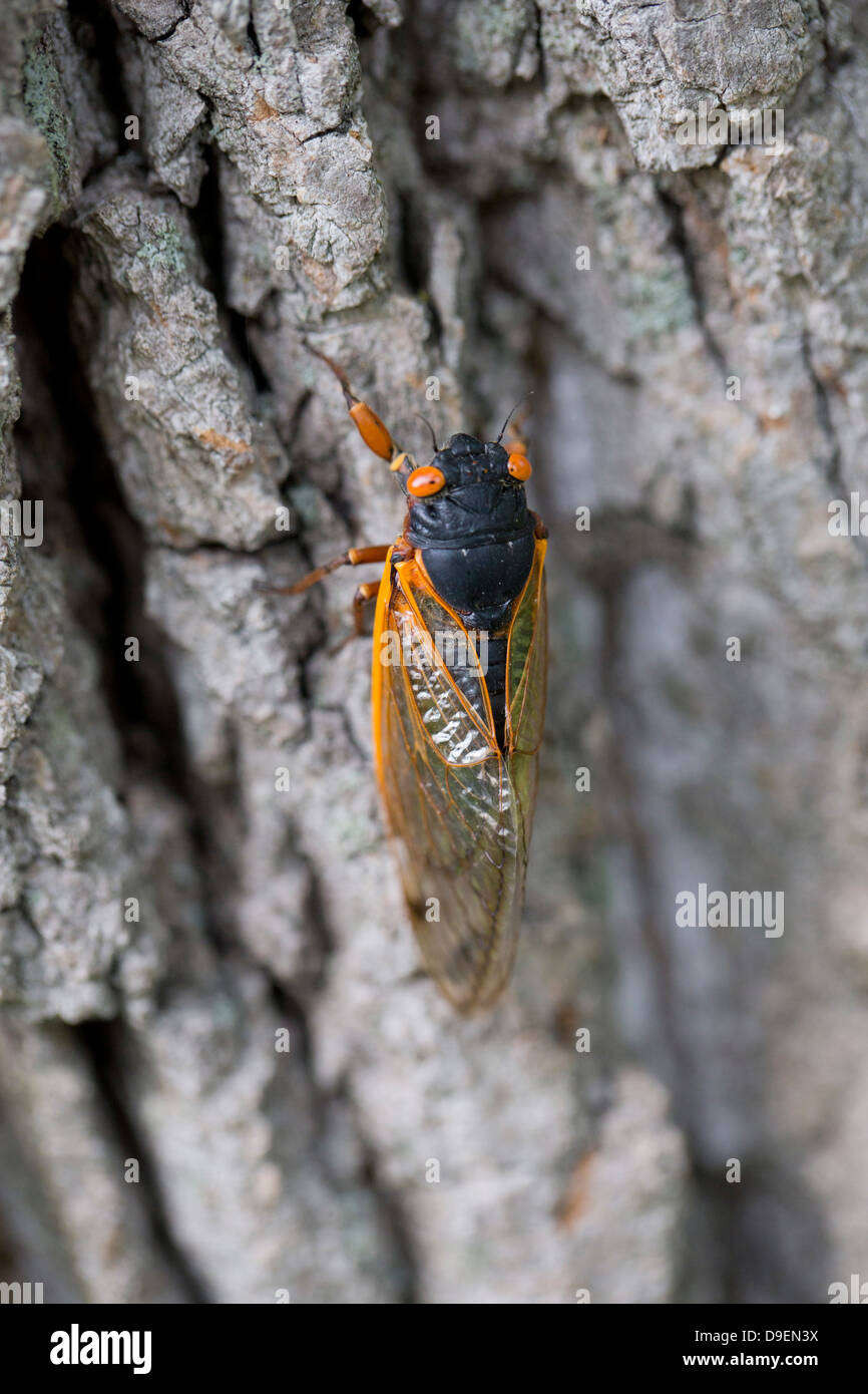 17-year cicada, also known as Magicicada Brood II Stock Photo - Alamy