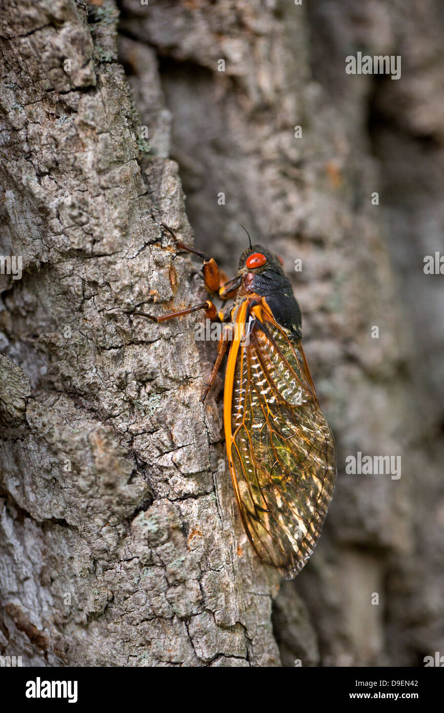 17-year cicada, also known as Magicicada Brood II Stock Photo - Alamy