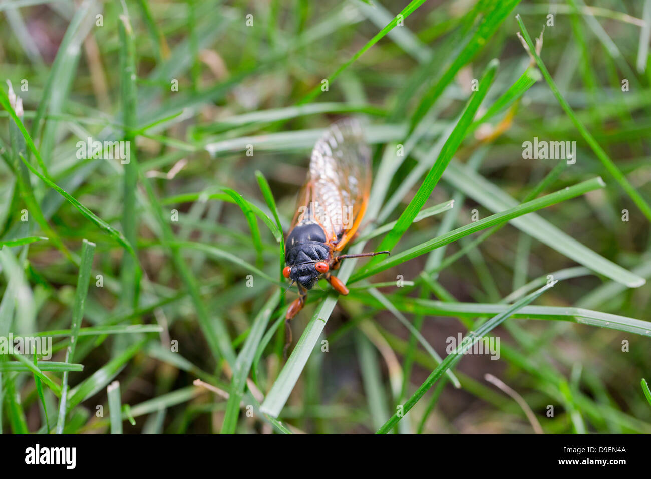 17-year cicada, also known as Magicicada Brood II Stock Photo - Alamy