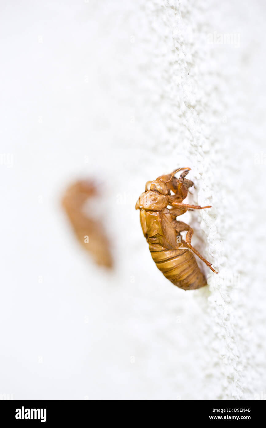 17-year cicada, also known as Magicicada Brood II Stock Photo - Alamy
