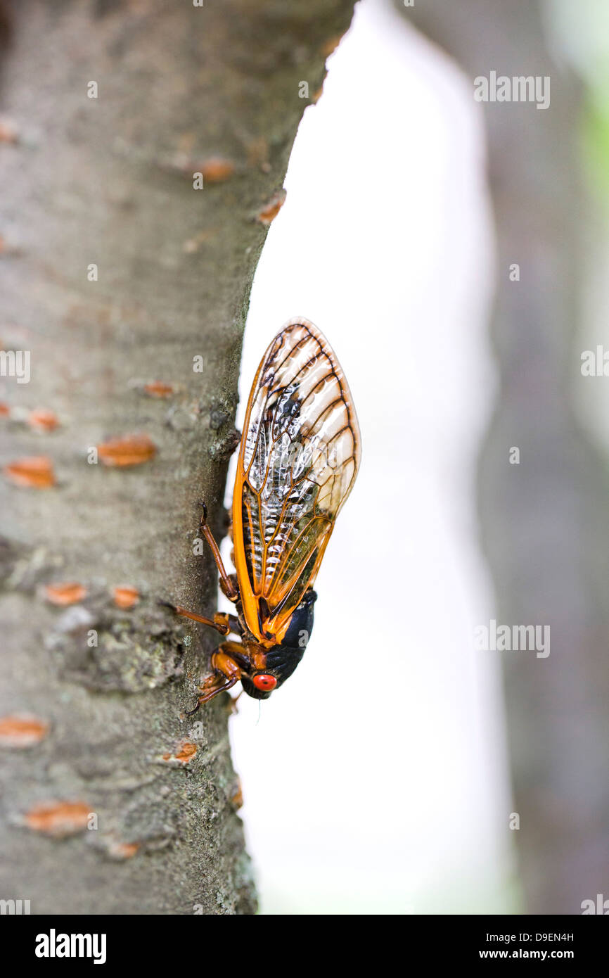 17-year cicada, also known as Magicicada Brood II Stock Photo - Alamy