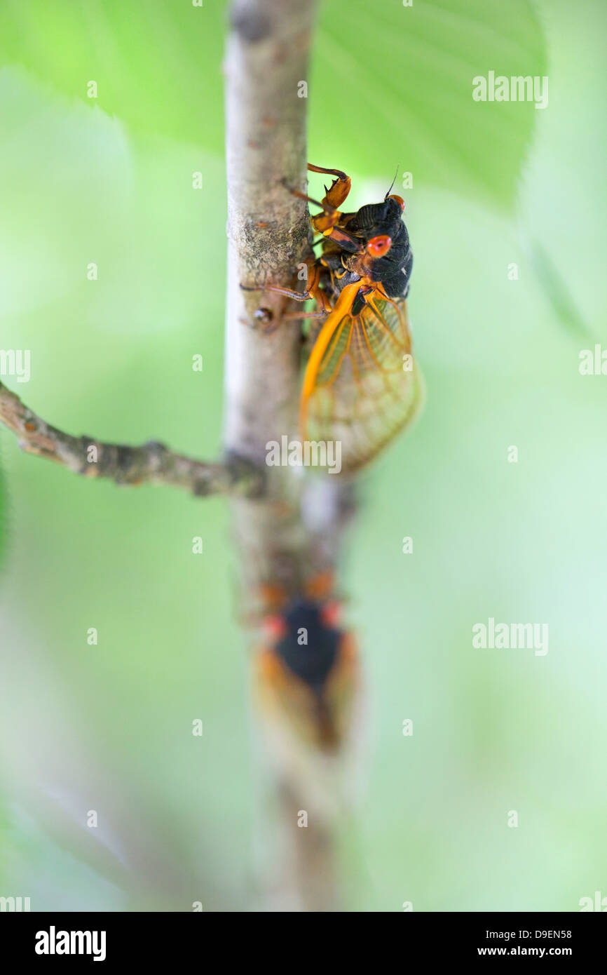 17-year cicada, also known as Magicicada Brood II Stock Photo - Alamy