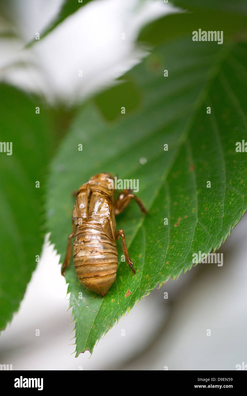 17-year cicada, also known as Magicicada Brood II Stock Photo - Alamy