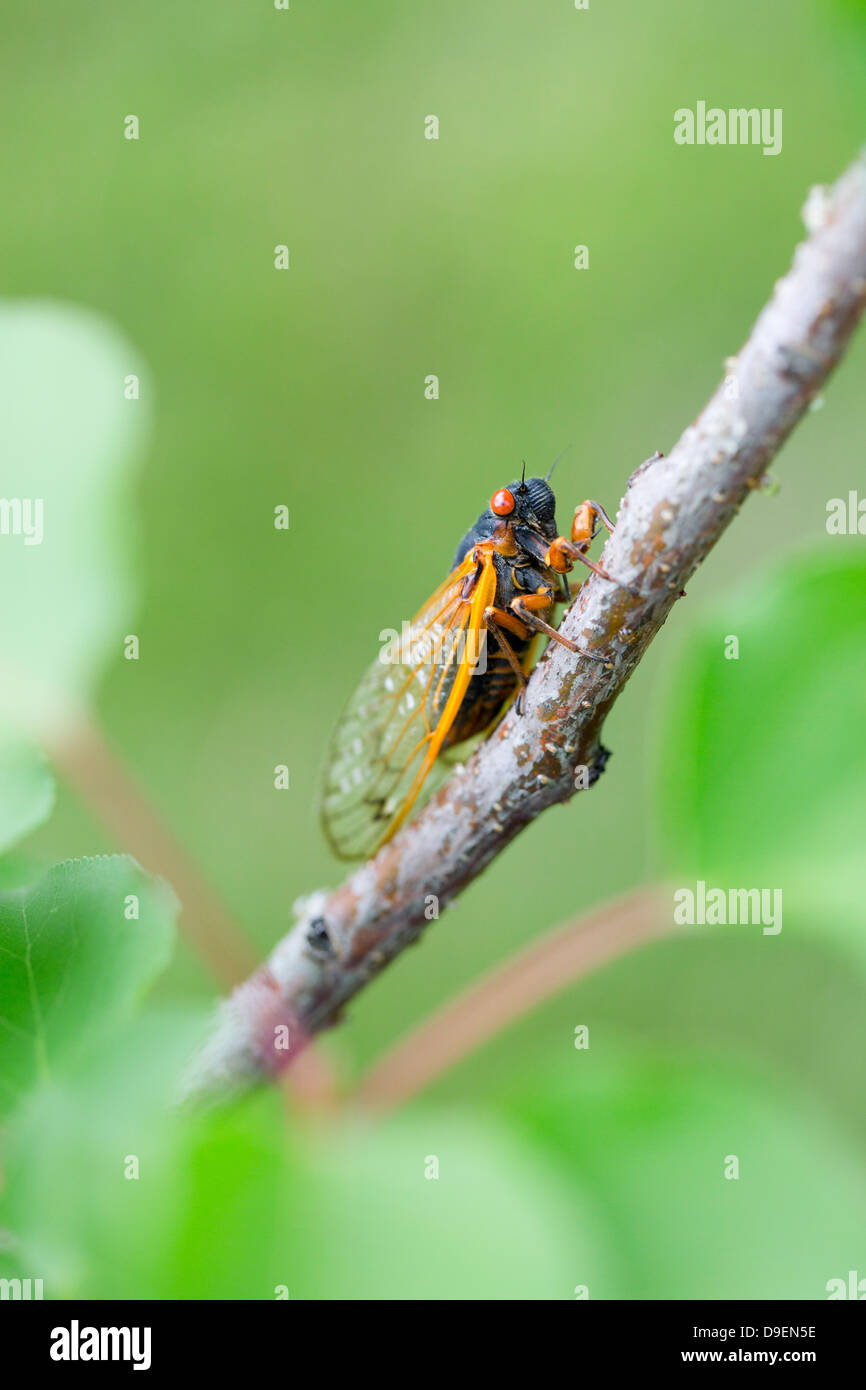 17-year cicada, also known as Magicicada Brood II Stock Photo - Alamy