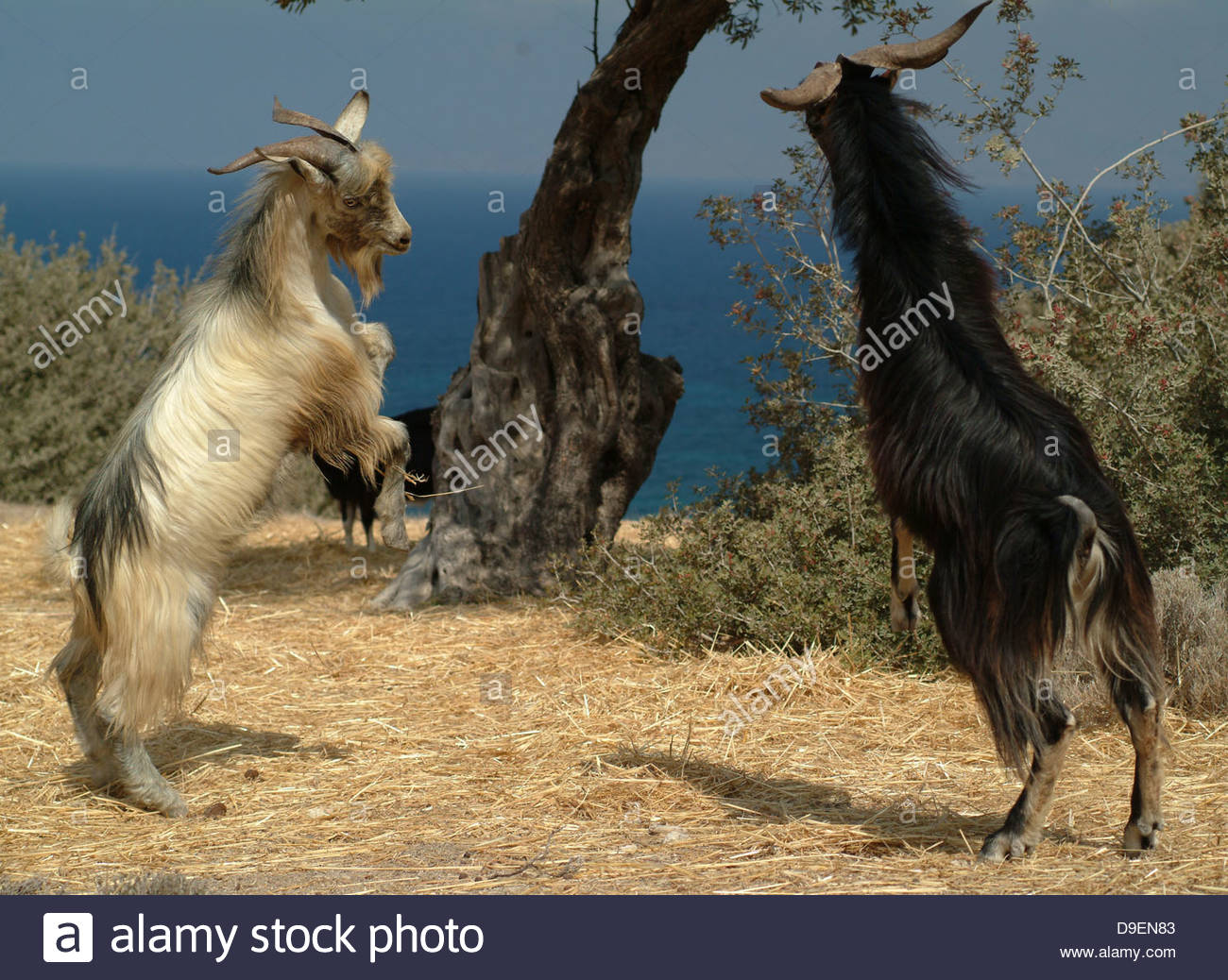 Mati Greece Stock Photos & Mati Greece Stock Images - Alamy