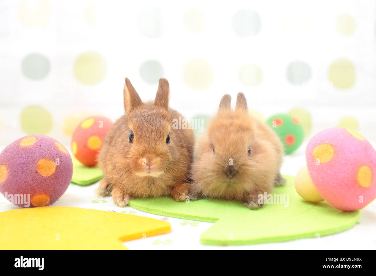 Rabbits body hi-res stock photography and images - Alamy
