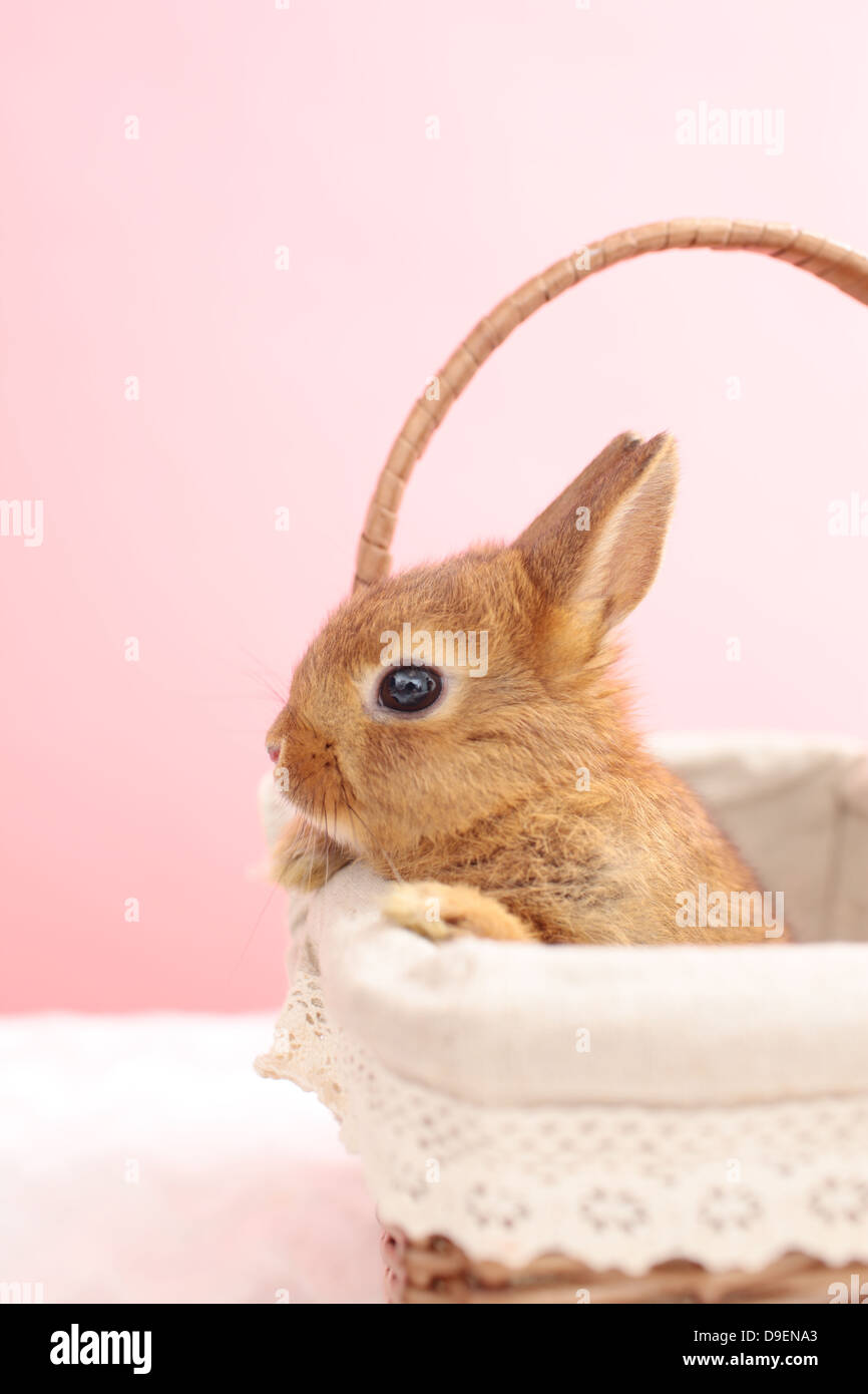 Rabbit side profile hi-res stock photography and images - Alamy