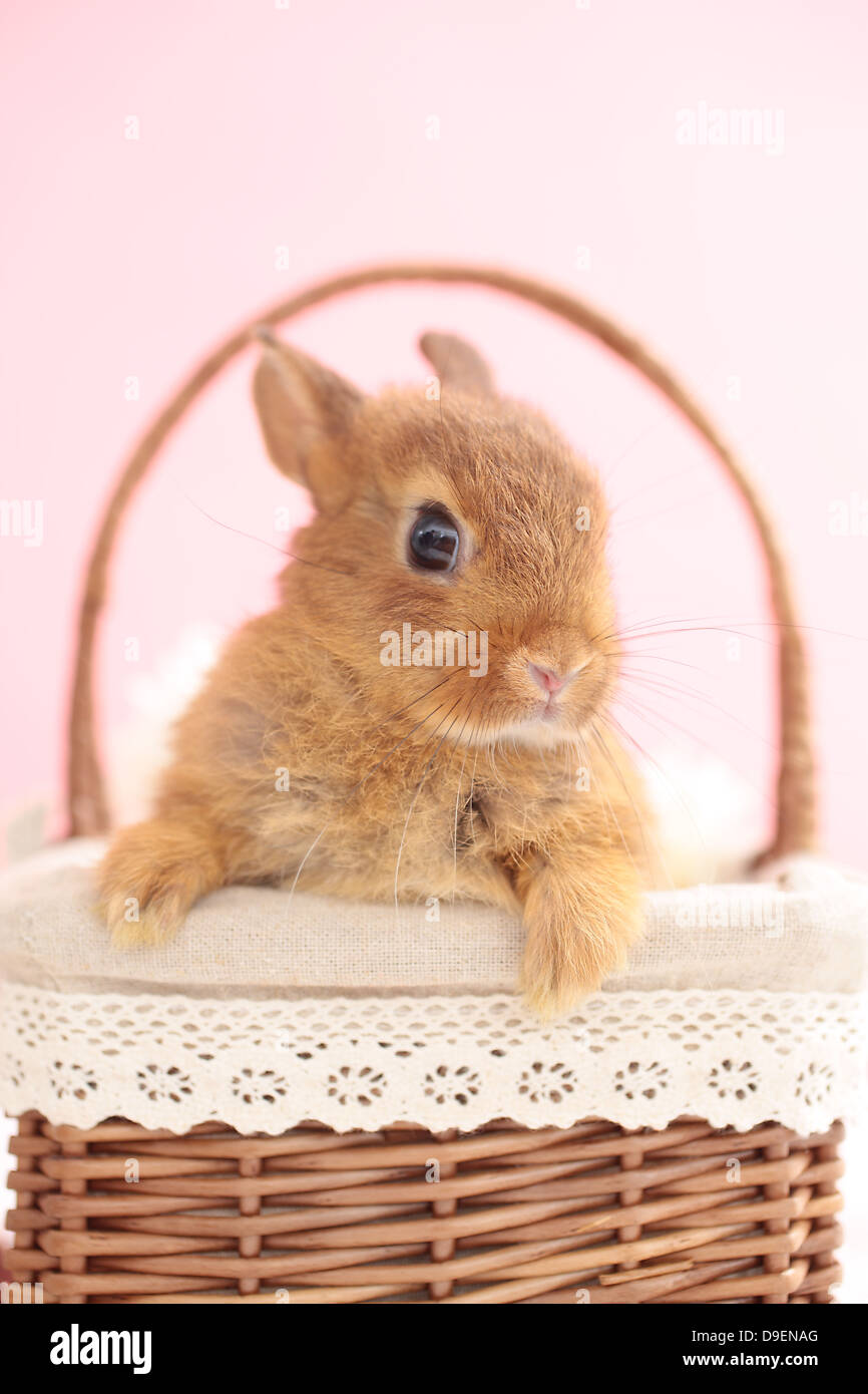 Mini bonds hi-res stock photography and images - Alamy