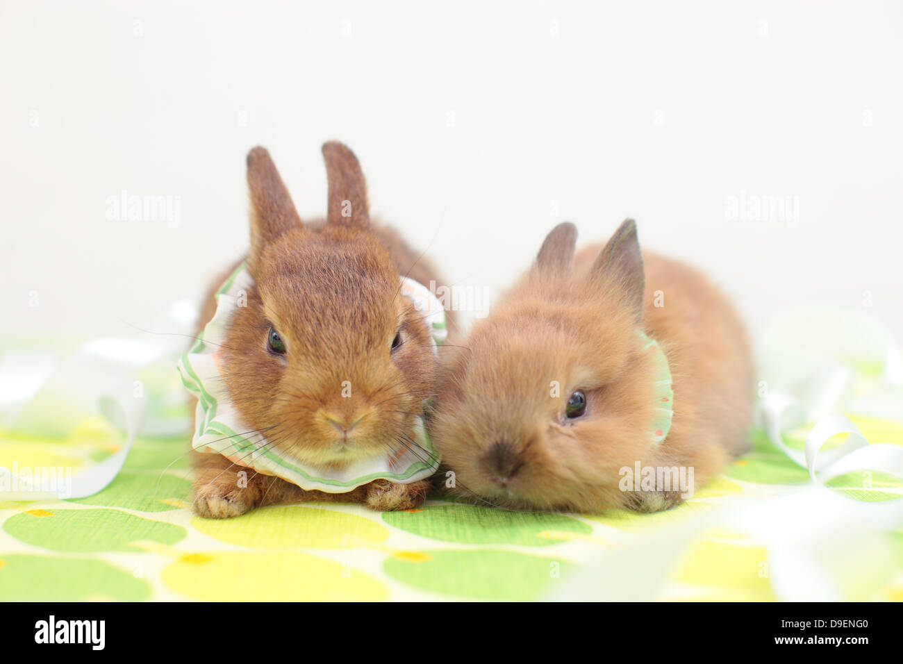 White rabbits family hi-res stock photography and images - Alamy