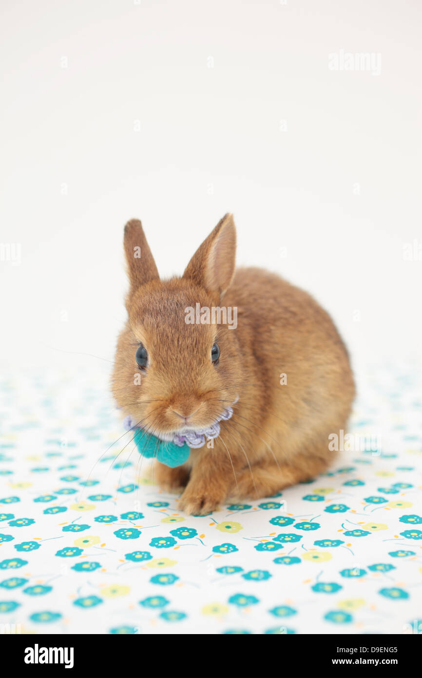 Rabbit collar hi-res stock photography and images - Alamy