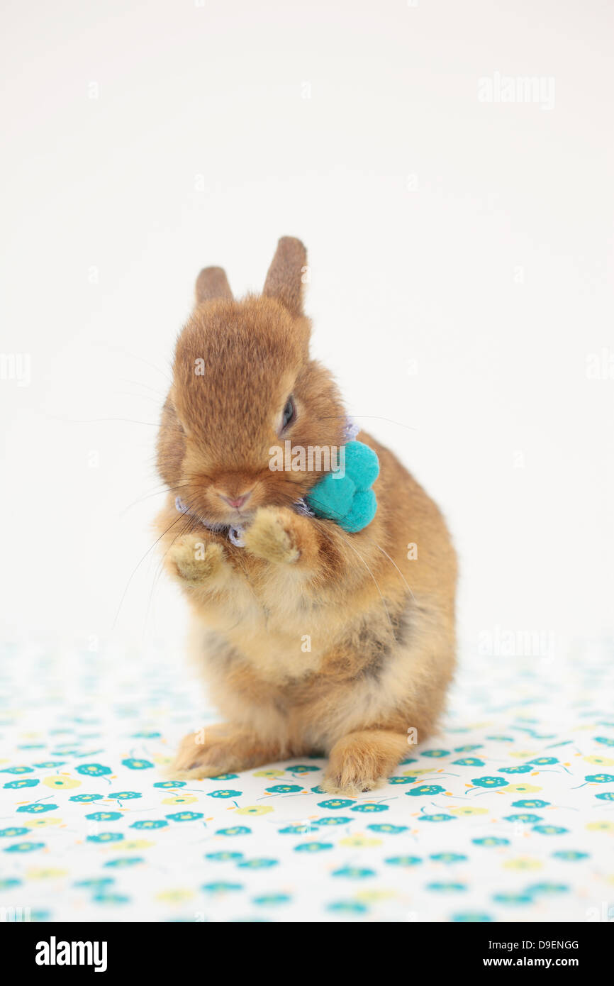 Rabbit paws hi-res stock photography and images - Alamy