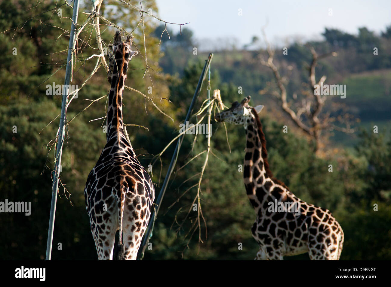 A Rothschild Giraffe at Fota Wildlife Park in County Cork in the ...