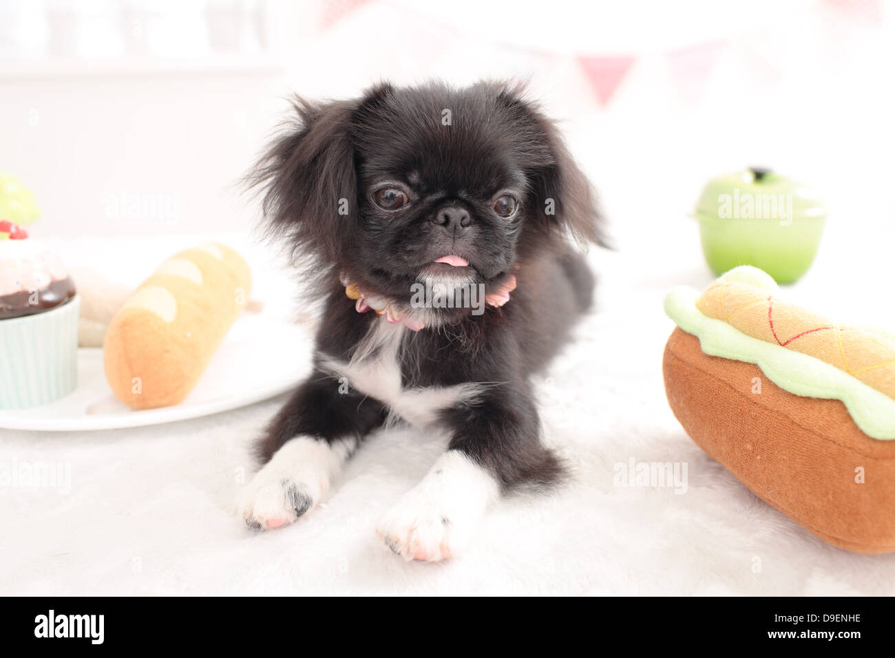 Pekinese mix hi-res stock photography and images - Alamy