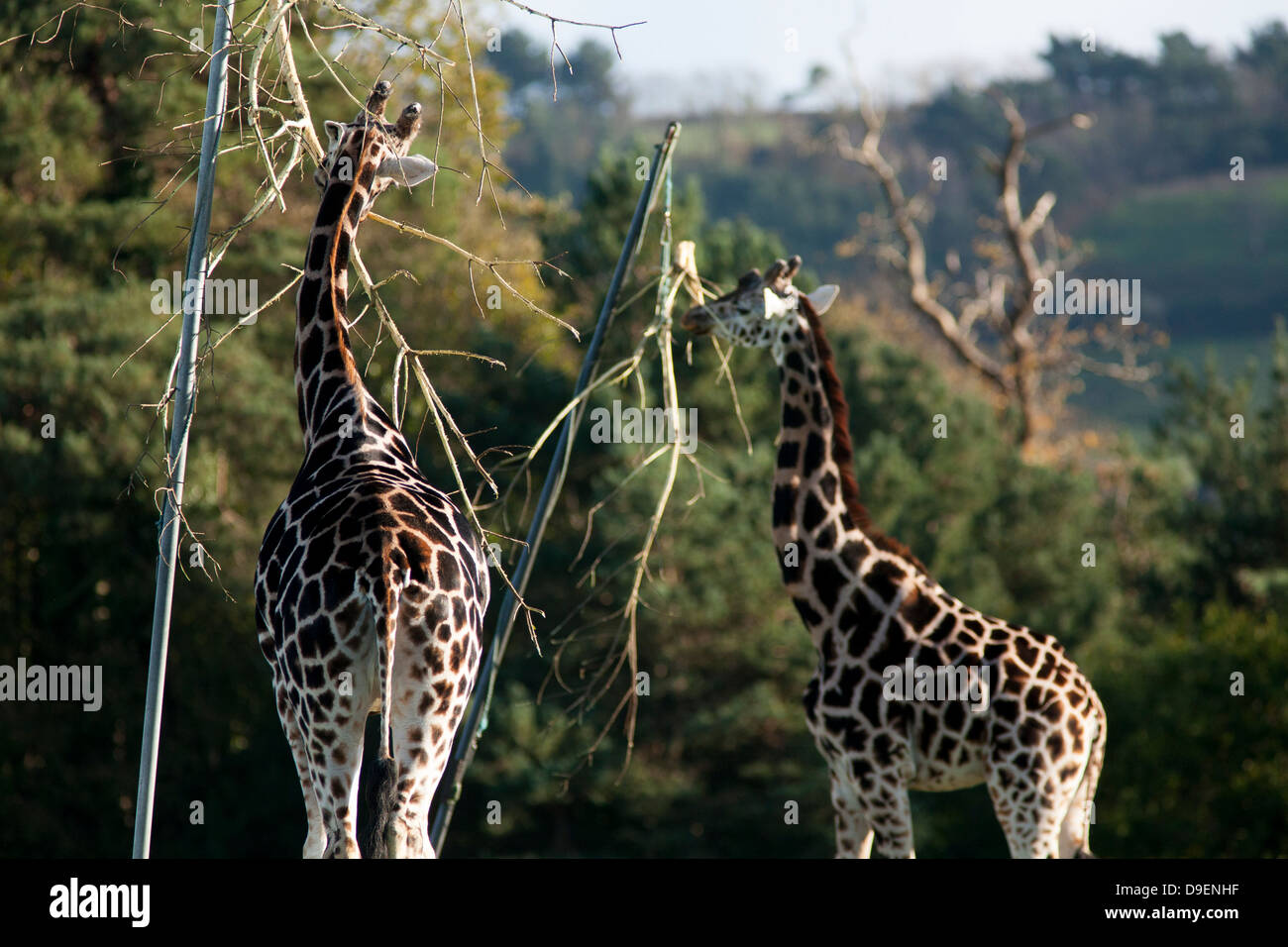 A Rothschild Giraffe at Fota Wildlife Park in County Cork in the ...