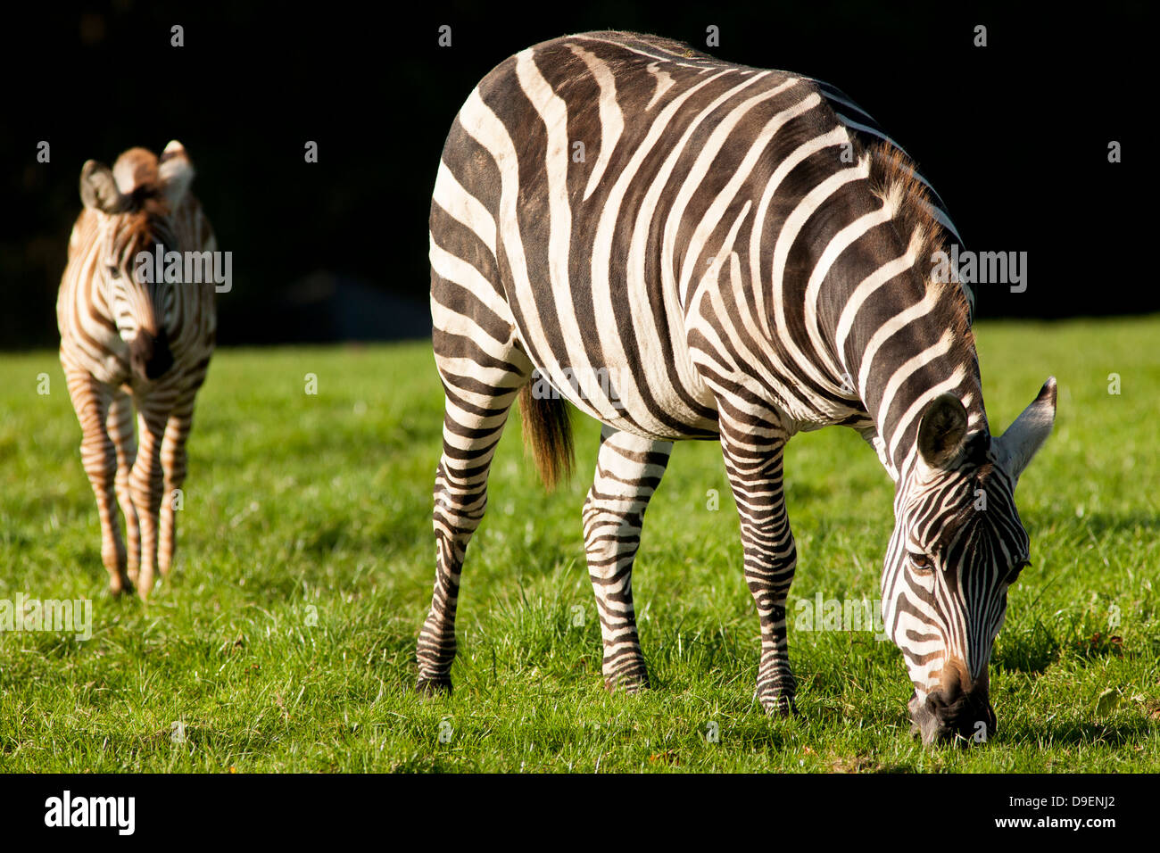 A pair of Grants Zebra at Fota Wildlife Park in County Cork in the ...