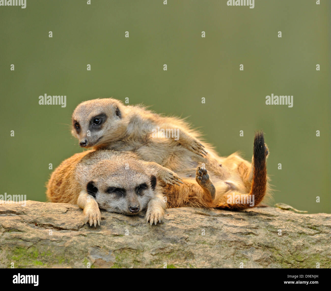 Little meerkat suricata suricatta hi-res stock photography and images ...