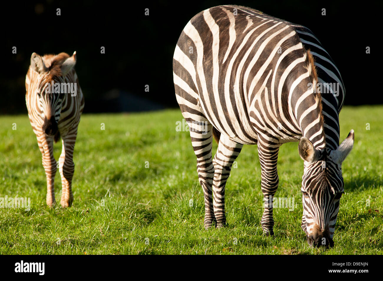 A pair of Grants Zebra at Fota Wildlife Park in County Cork in the ...
