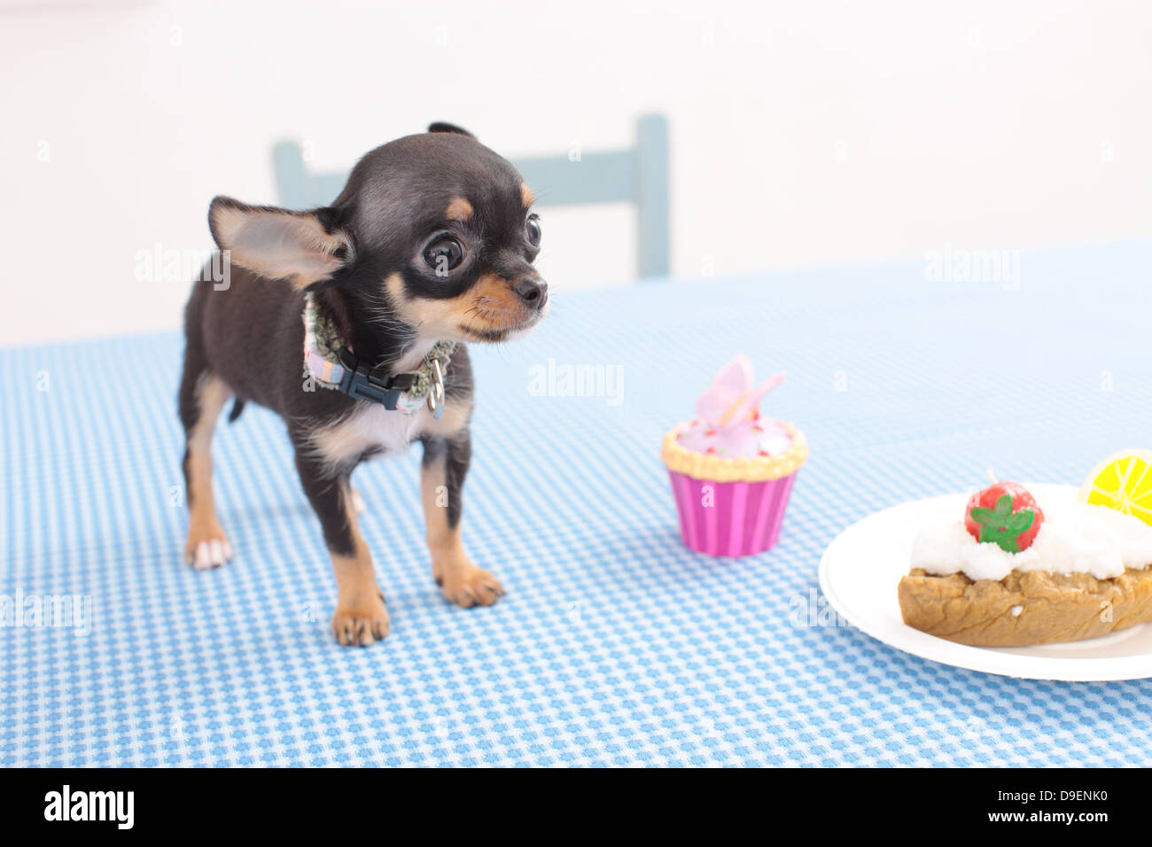 Chihuahua dog table food hi-res stock photography and images - Alamy