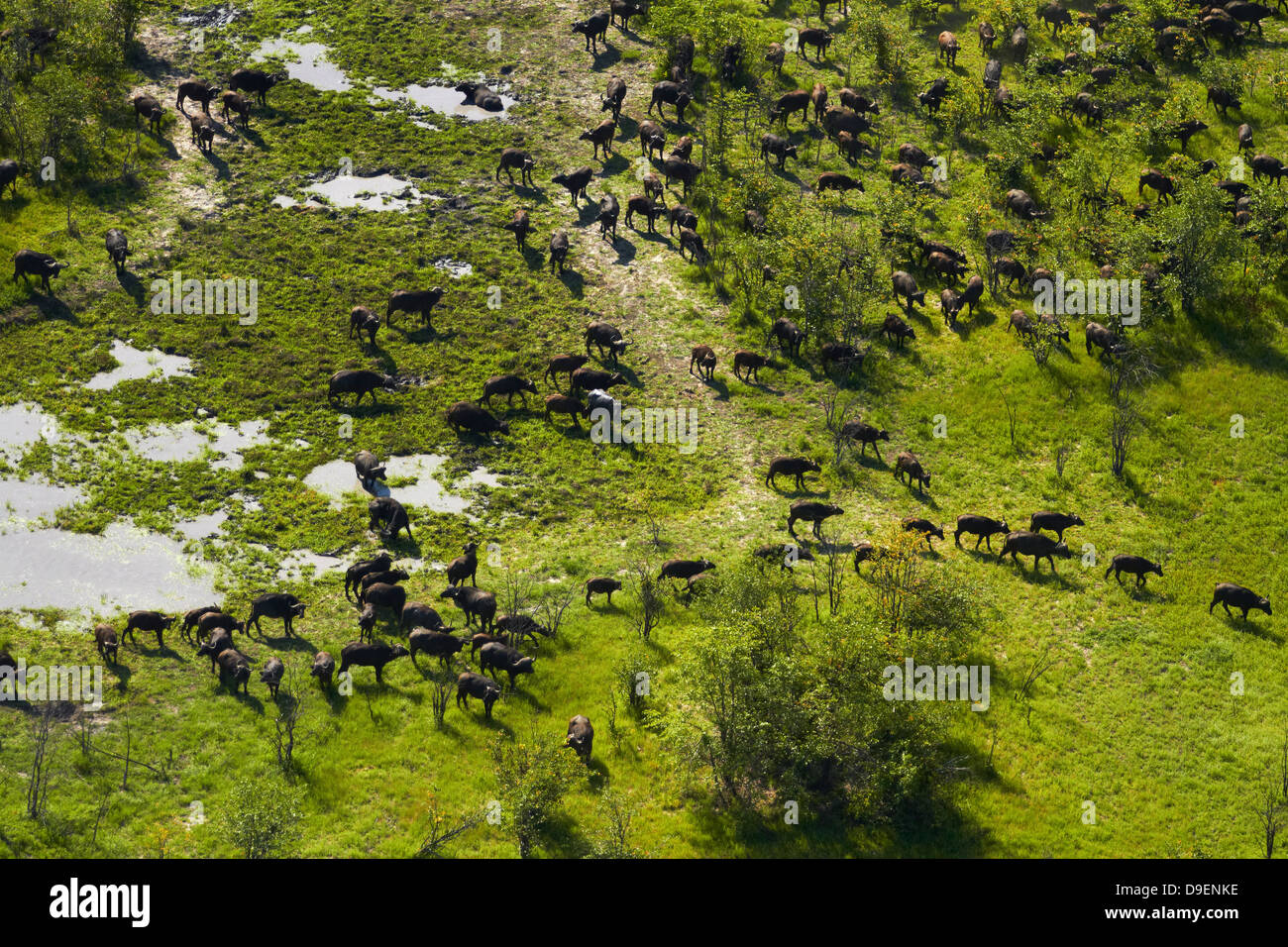 Cape buffalo (Syncerus caffer caffer), Okavango Delta, Botswana, Africa ...