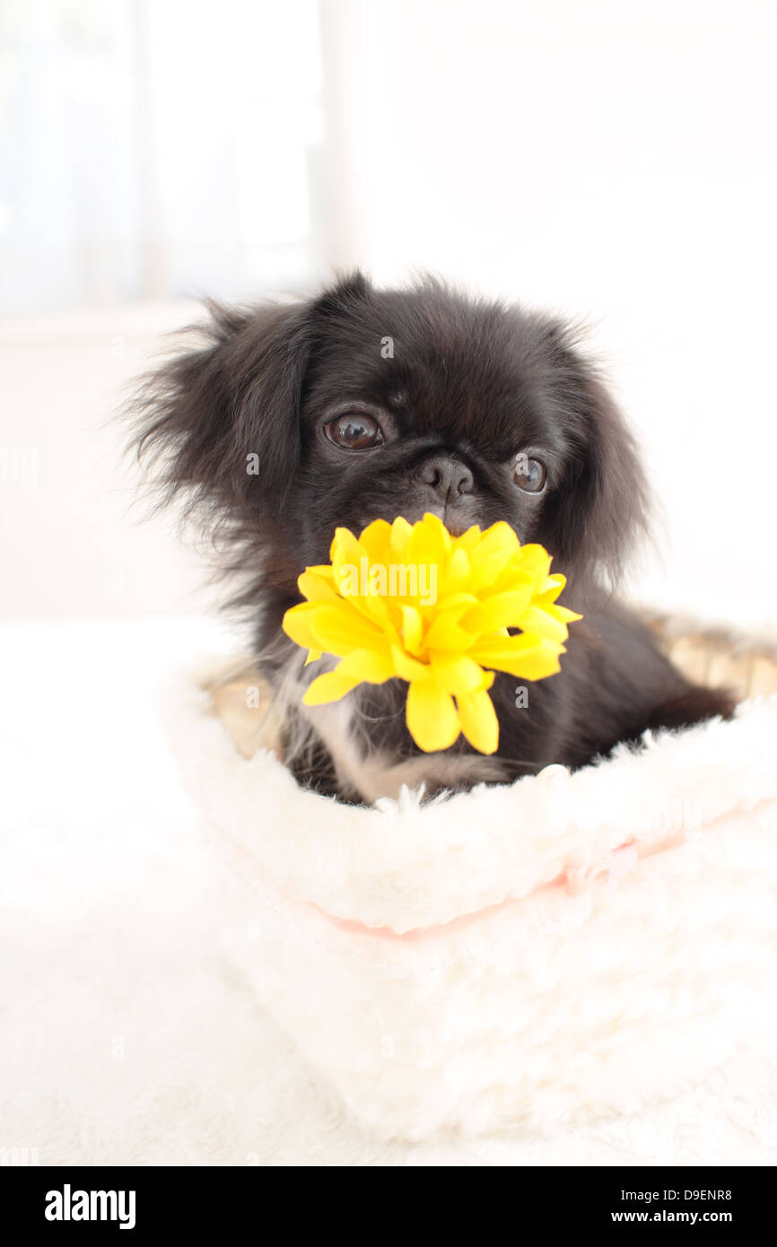 Pekinese mix hi-res stock photography and images - Alamy
