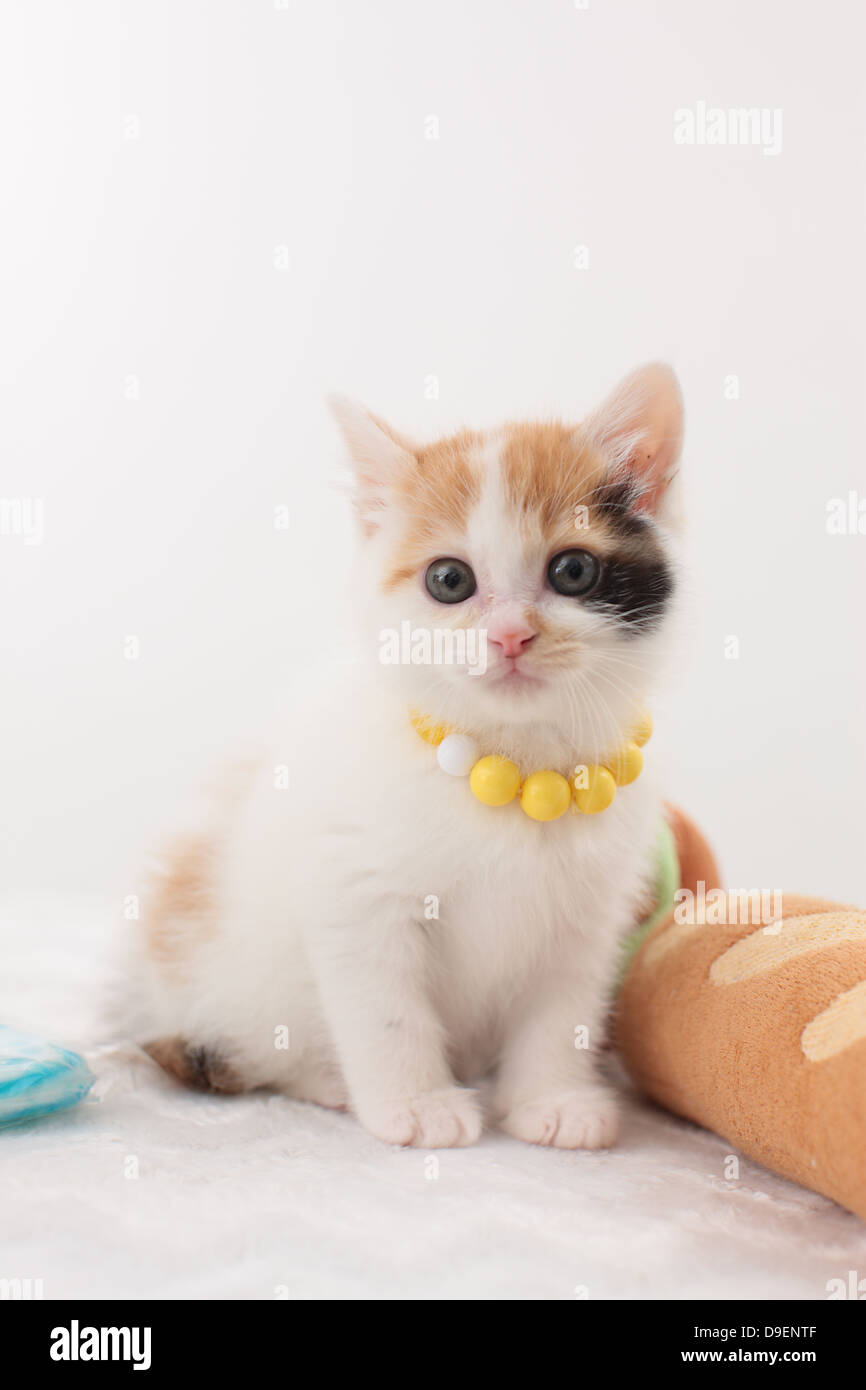 Smart tortoiseshell hi-res stock photography and images - Alamy