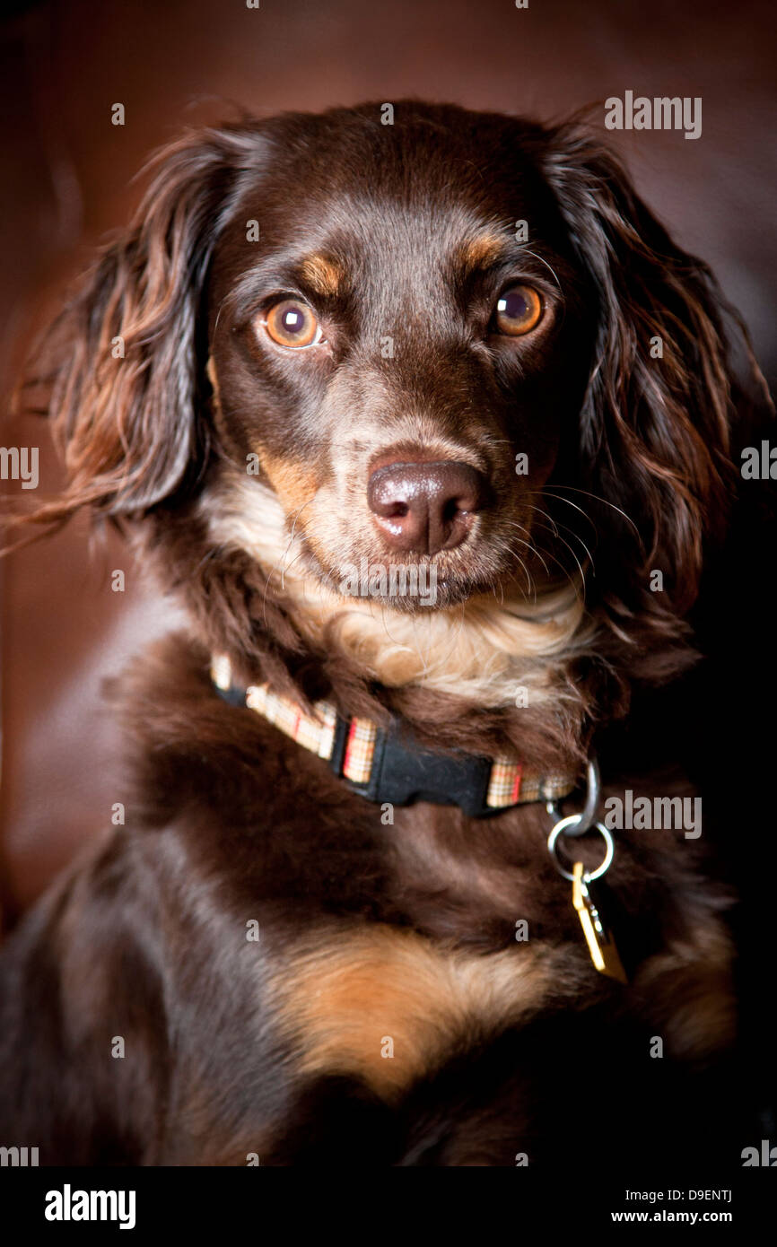 A cute Cockapoo puppy poses for studio shots Stock Photo - Alamy