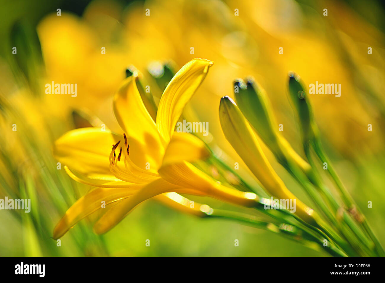 Yellow day lily during summer Stock Photo - Alamy