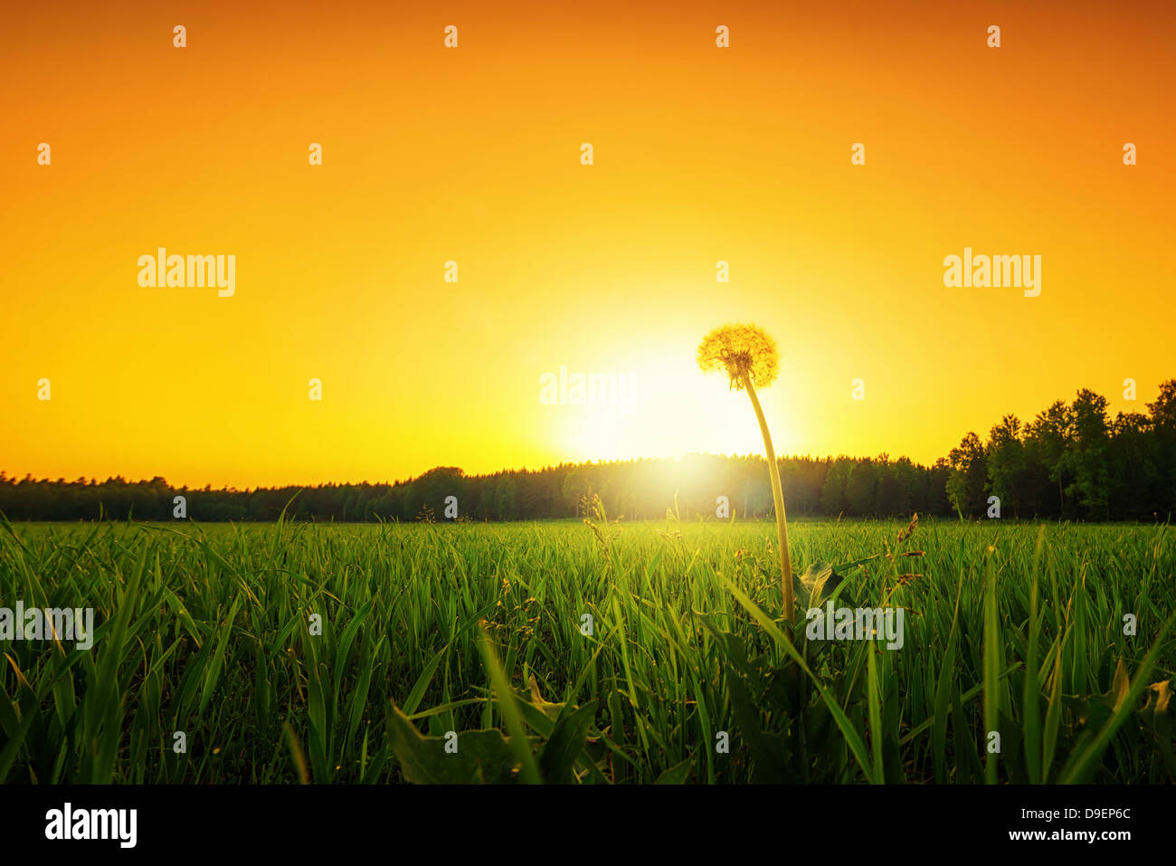 Field Low Angle High Resolution Stock Photography and Images - Alamy