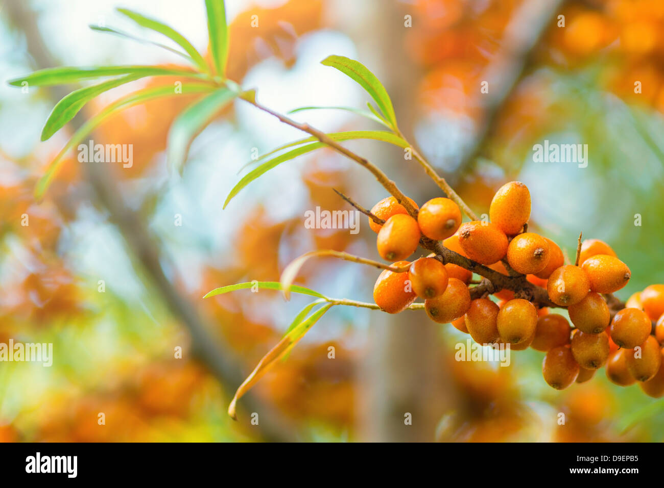 Branch of sea buckthorn berries Stock Photo - Alamy