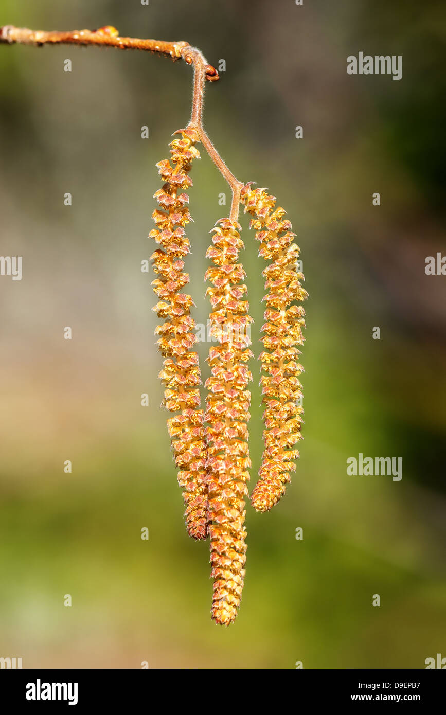 Hazel catkin pollen hi-res stock photography and images - Alamy