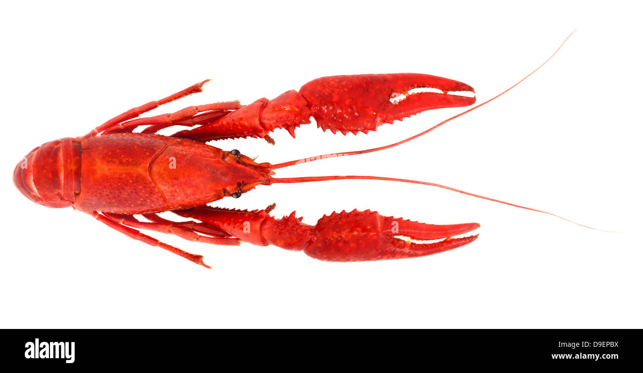 Red claw crayfish hi-res stock photography and images - Alamy