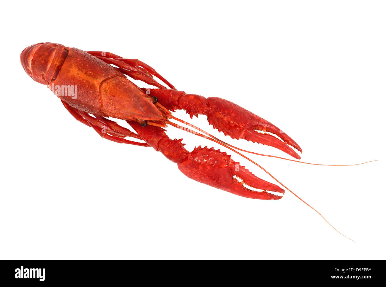 Sea crayfish hi-res stock photography and images - Alamy