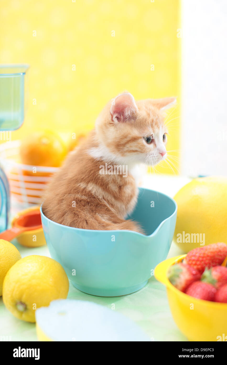 Munchkin hi-res stock photography and images - Alamy