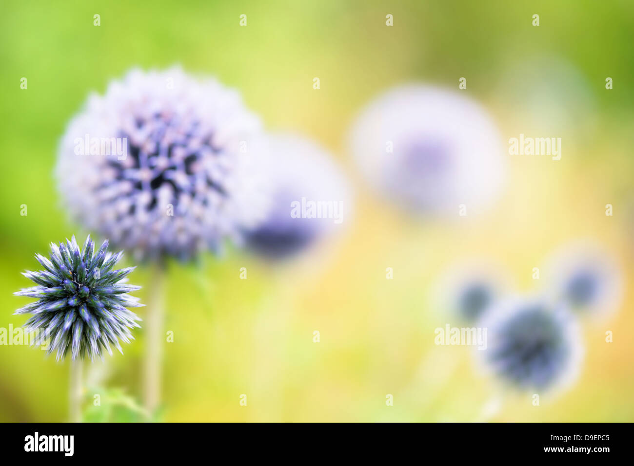 Leek flower - Short depth of field Stock Photo - Alamy