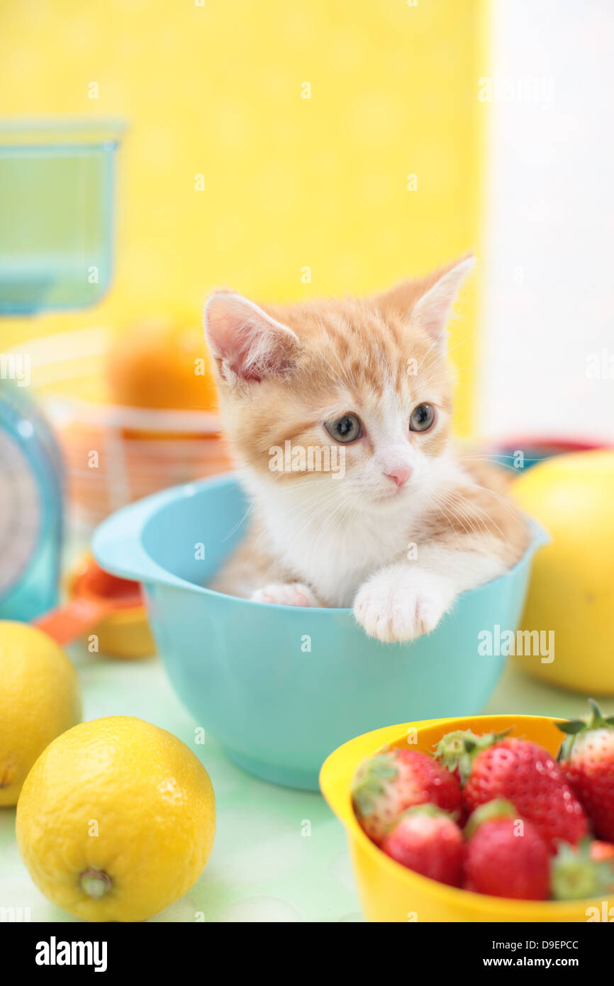 Munchkin hi-res stock photography and images - Alamy