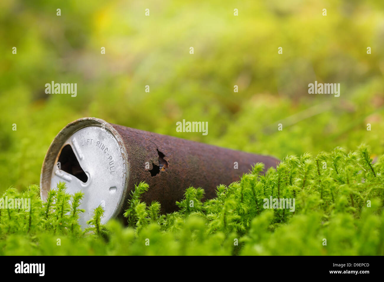 Old rusty beer can in nature, around 30 years old and starting to break ...