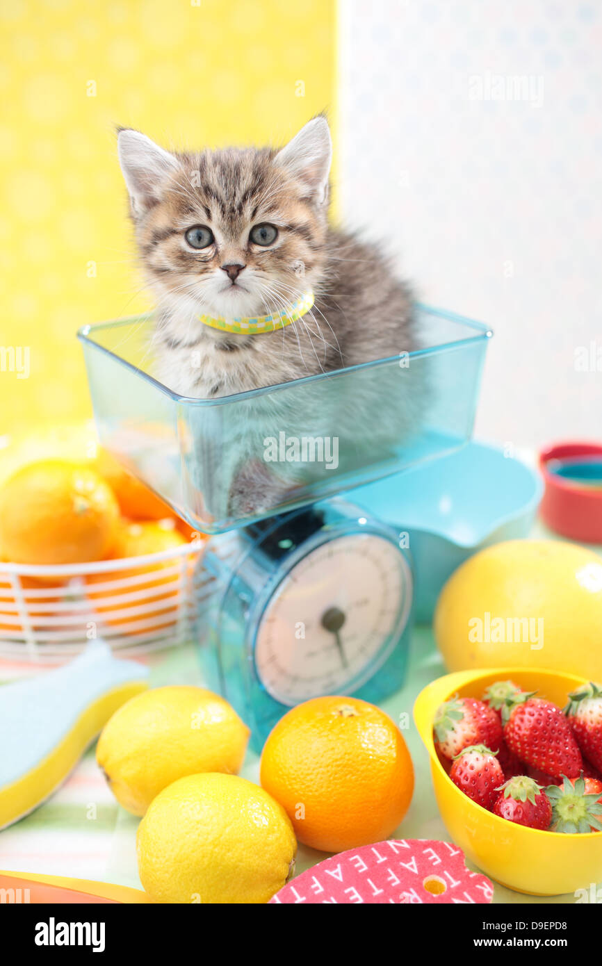 Munchkin hi-res stock photography and images - Alamy