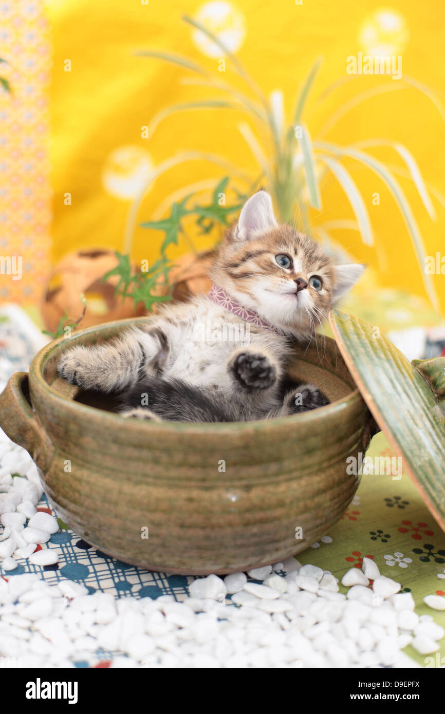 Munchkin hi-res stock photography and images - Alamy