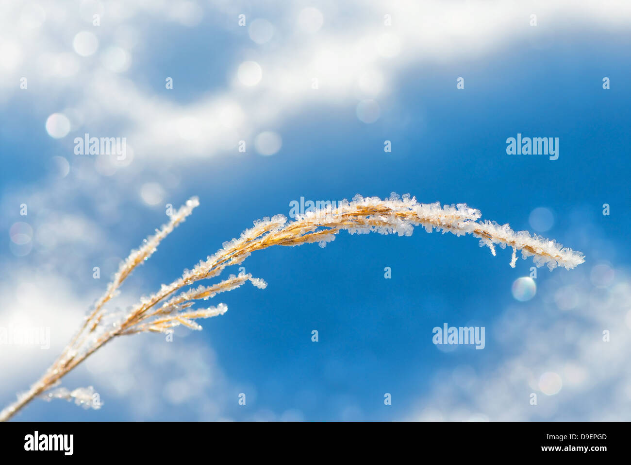 Frozen straw hi-res stock photography and images - Alamy