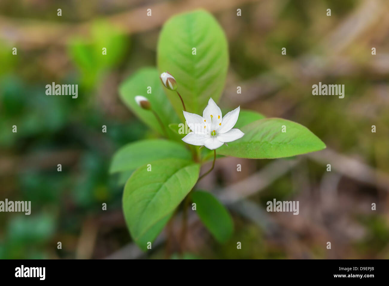 White starflower hi-res stock photography and images - Alamy