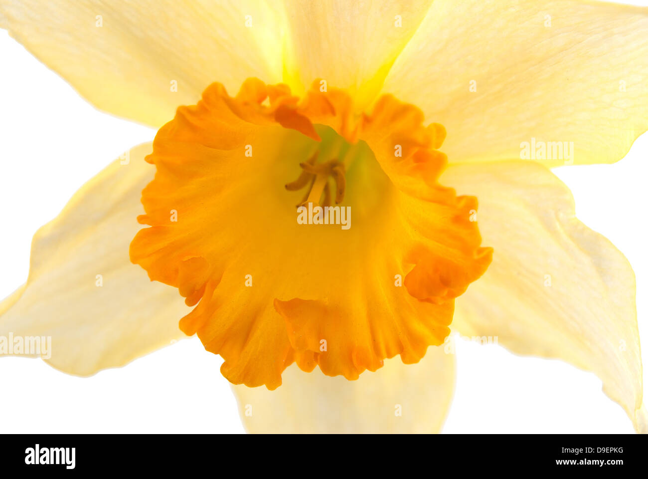 Yellow jonquil flower isolated on white background Stock Photo - Alamy